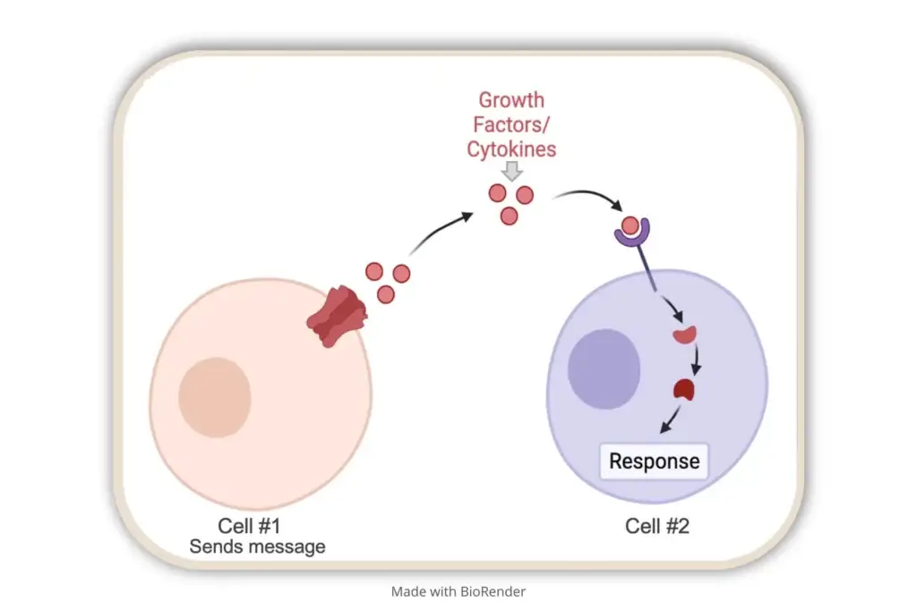 MSC Paracrine Signaling 7 Ways To Promote Anti-Aging Repair