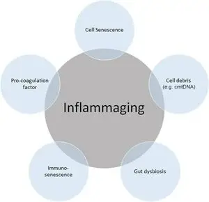 Inflammaging: Chronic Inflammation & Aging Explained